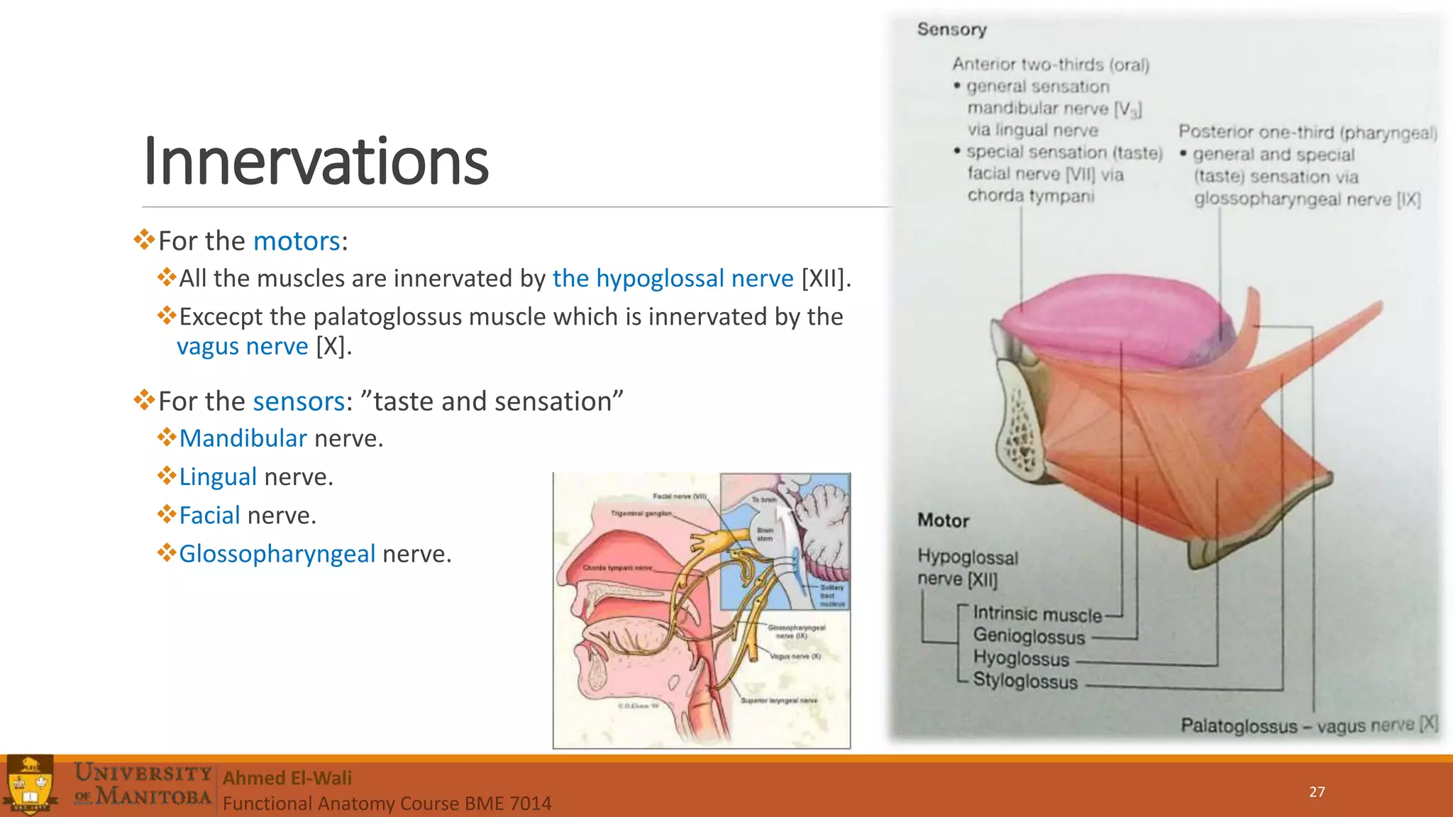Tongue Anatomy | PPTX