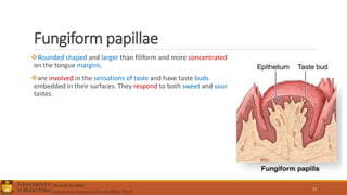 Tongue Anatomy | PPTX