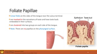 Tongue Anatomy | PPTX