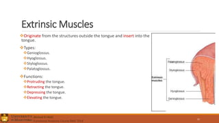Tongue Anatomy | PPTX