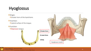 Tongue Anatomy | PPTX
