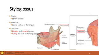 Tongue Anatomy | PPTX