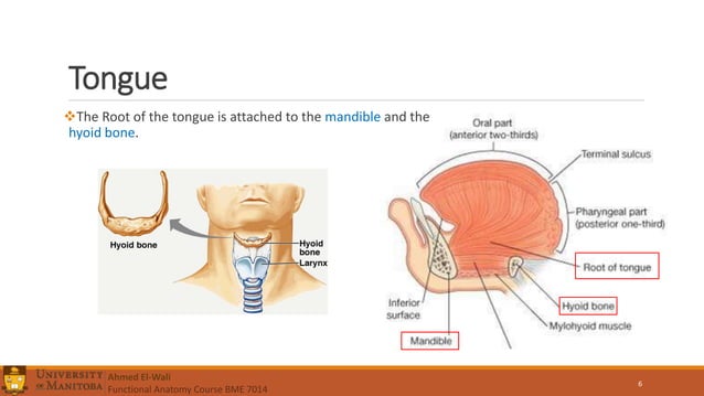 Tongue Anatomy | PPTX
