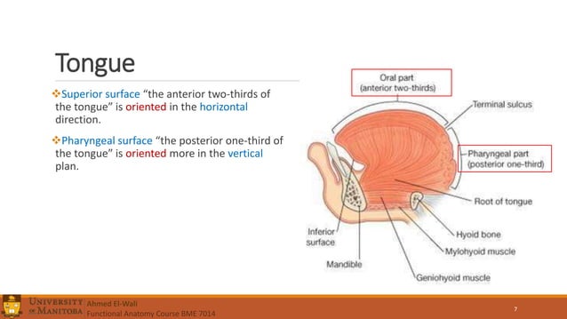 Tongue Anatomy | PPTX