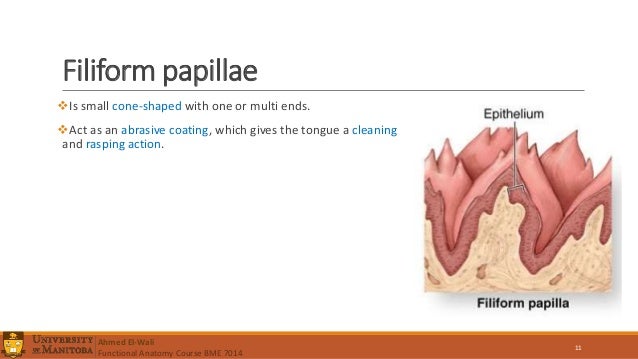 Filiform Papillae