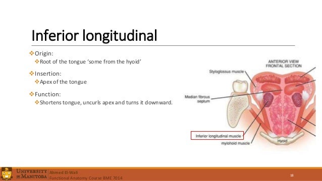 Tongue Anatomy