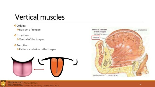 Anatomy Of Tongue In Cheek Tongue Anatomy QA