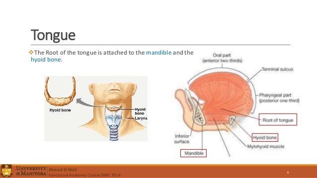 Tongue Anatomy