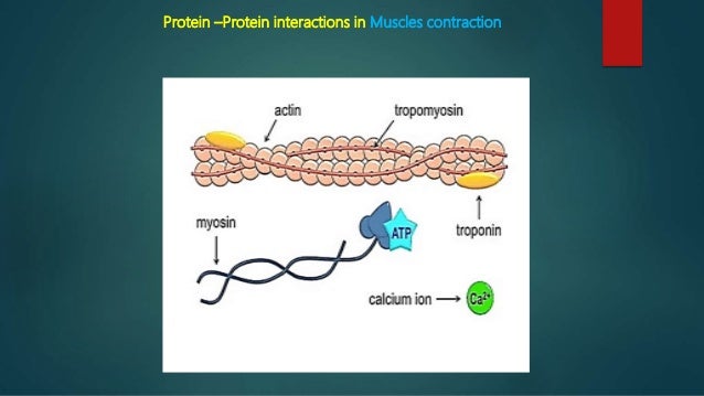 protein-protein interaction