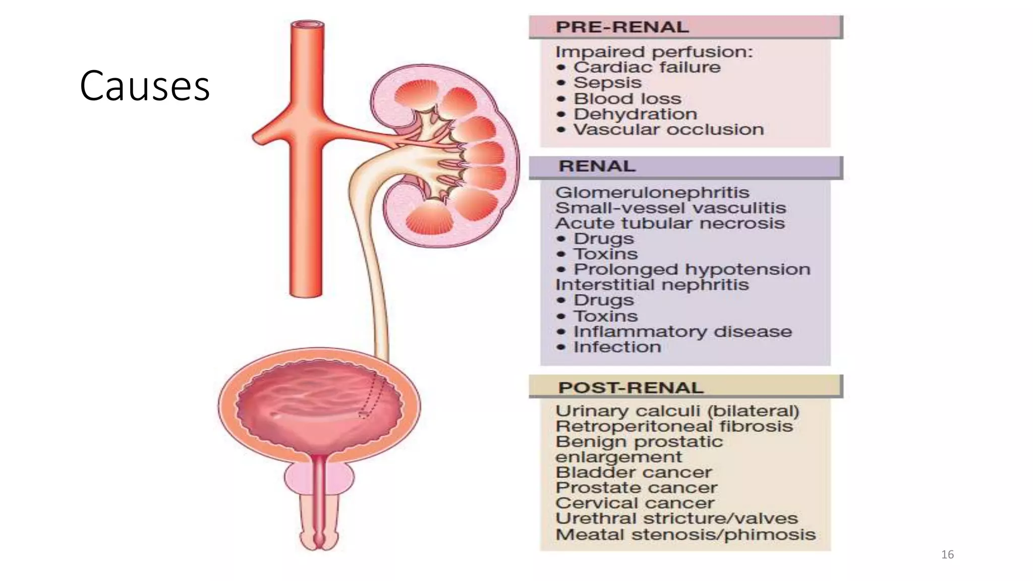 Final presentation on Acute kidney injury AKI and Chronic kidney ...