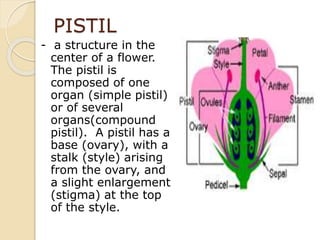 Final presentation in edtech.ii