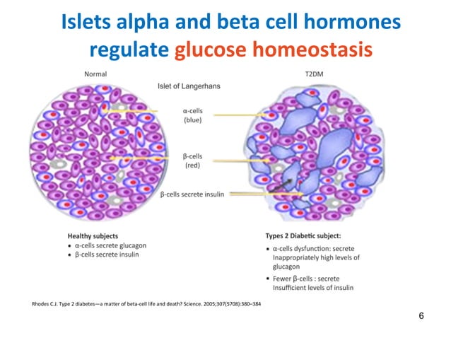 ROLE OF ALPHA CELLS IN DIABETES WITH PATIENT CENTRIC APPROACH OF ...