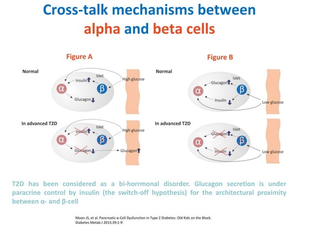 ROLE OF ALPHA CELLS IN DIABETES WITH PATIENT CENTRIC APPROACH OF ...