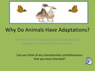 Final presentation on adaptations | PPT
