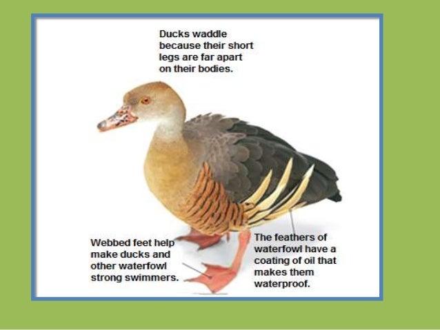 Final presentation on adaptations