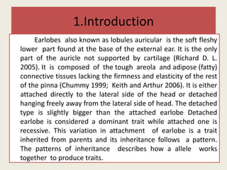Stuy on inheritence pattern and frequency of genetic trait for earlobes ...