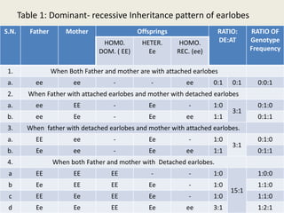 Stuy on inheritence pattern and frequency of genetic trait for earlobes ...
