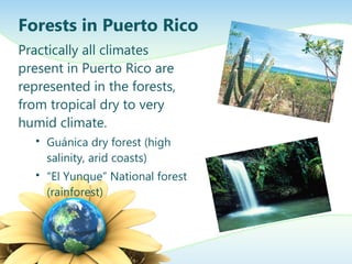 Final presentation (rain and dry forest) | PPT