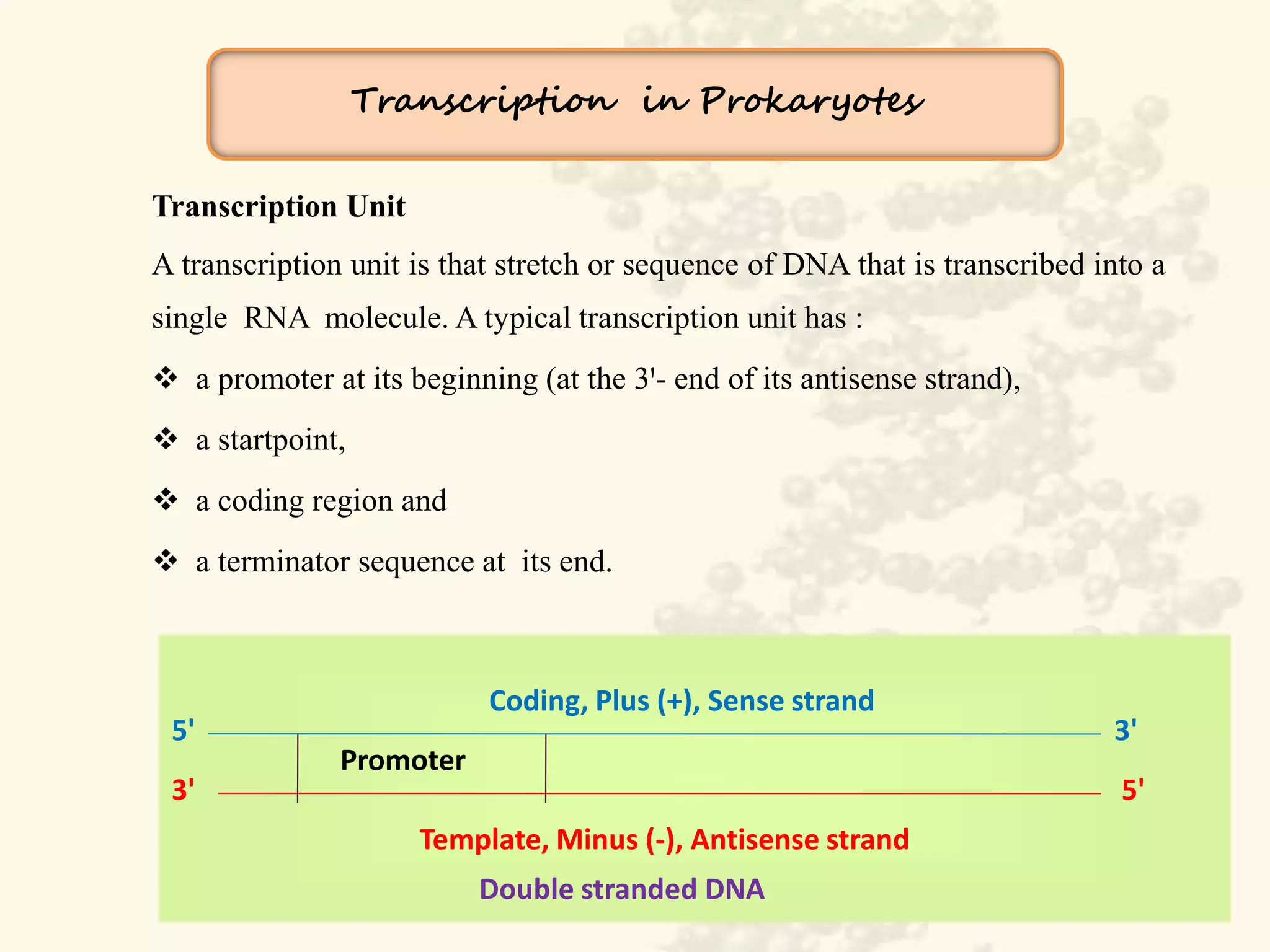 Role of DNA and RNA in Protein Synthesis | PPTX