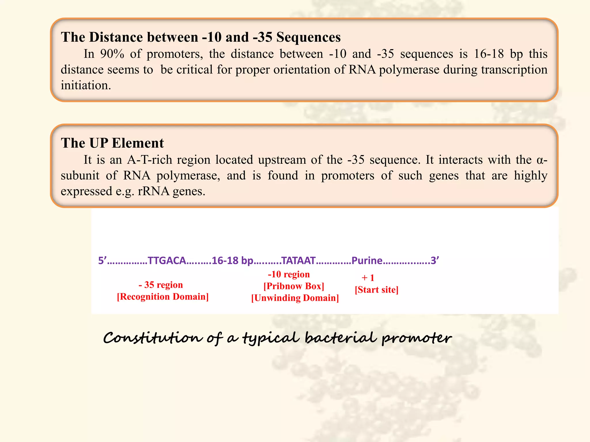 Role of DNA and RNA in Protein Synthesis | PPTX