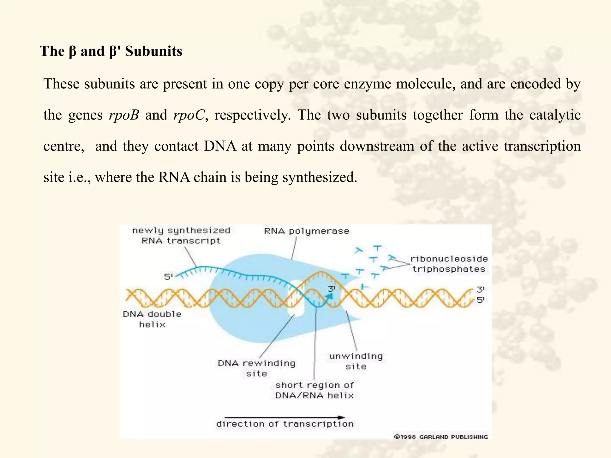 Role of DNA and RNA in Protein Synthesis | PPTX | Biological Sciences ...