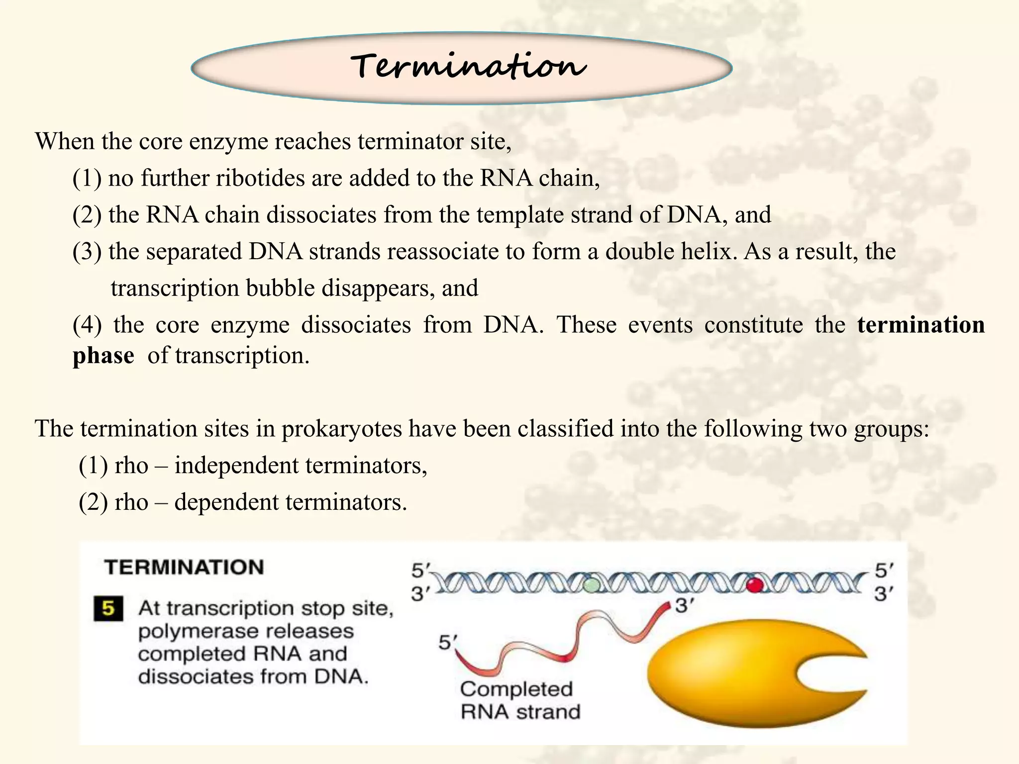 Role of DNA and RNA in Protein Synthesis | PPTX | Biological Sciences ...