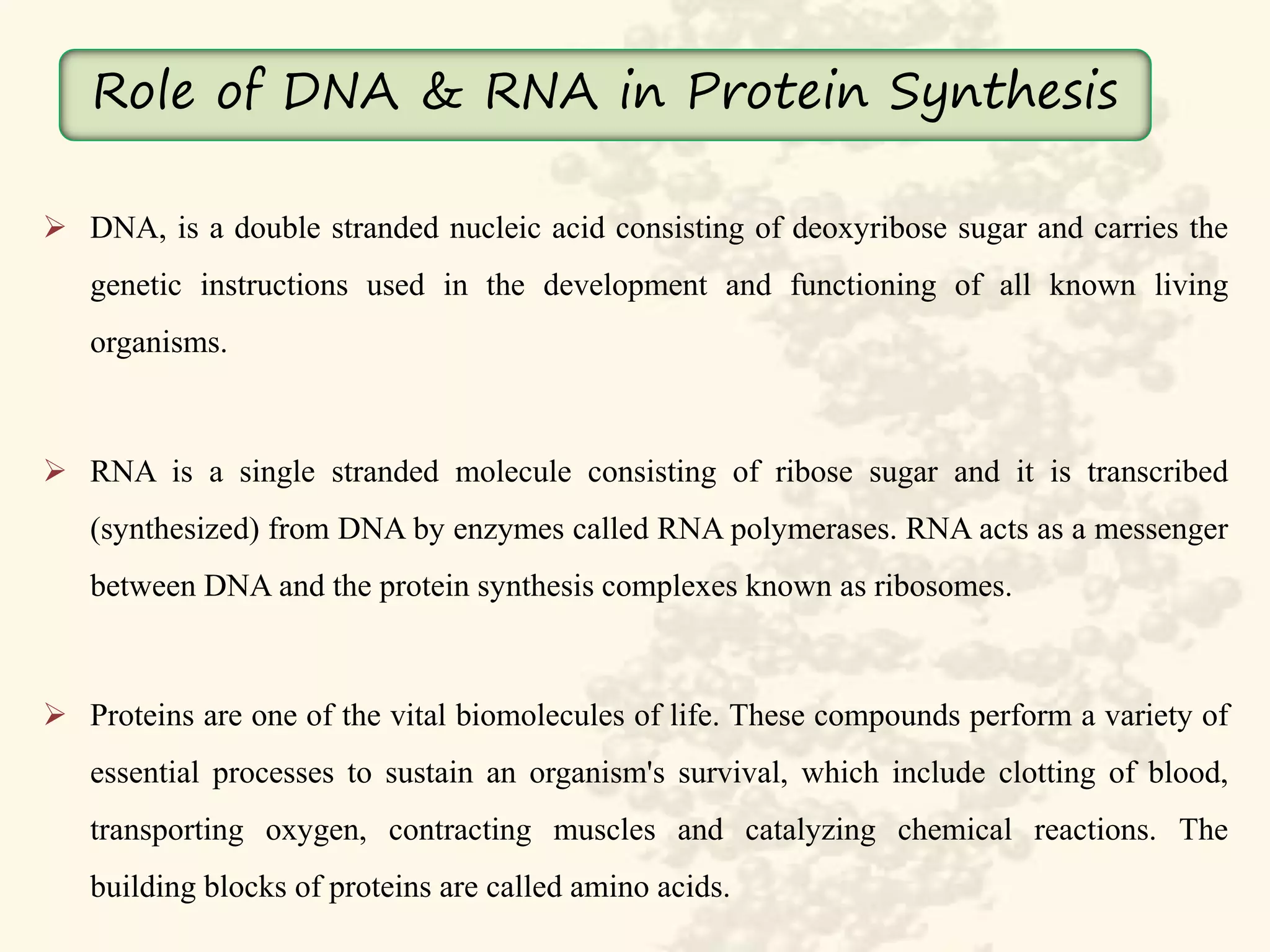 Role of DNA and RNA in Protein Synthesis | PPTX | Biological Sciences ...