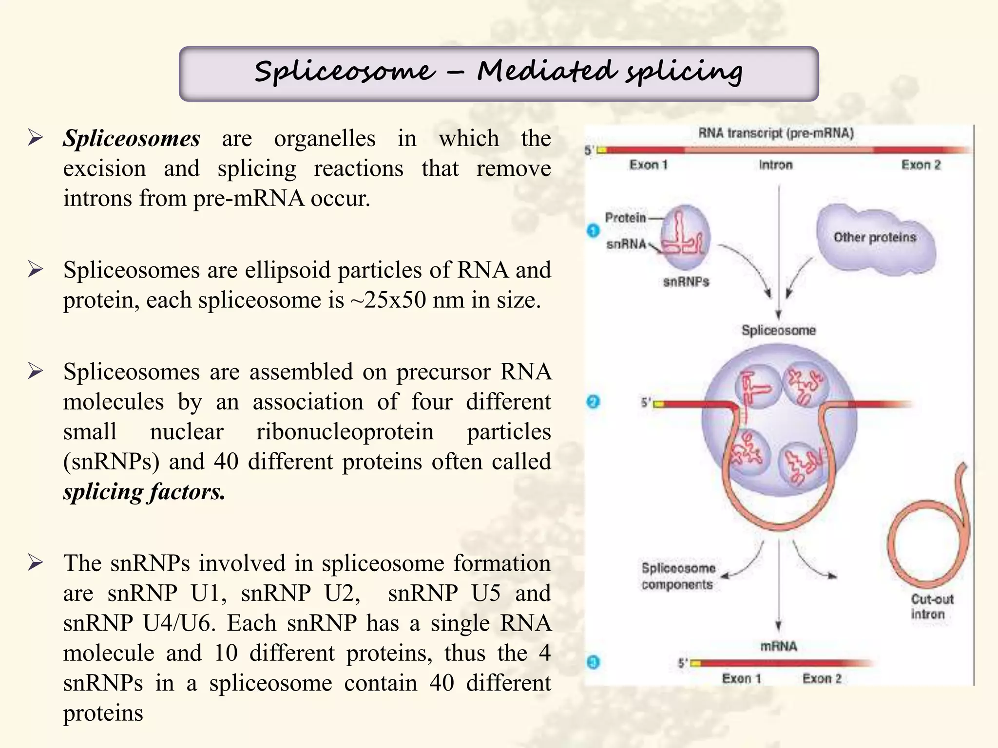 Role of DNA and RNA in Protein Synthesis | PPTX