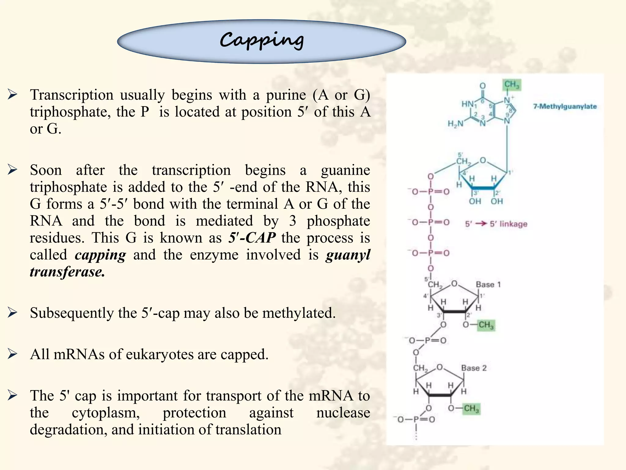 Role of DNA and RNA in Protein Synthesis | PPTX