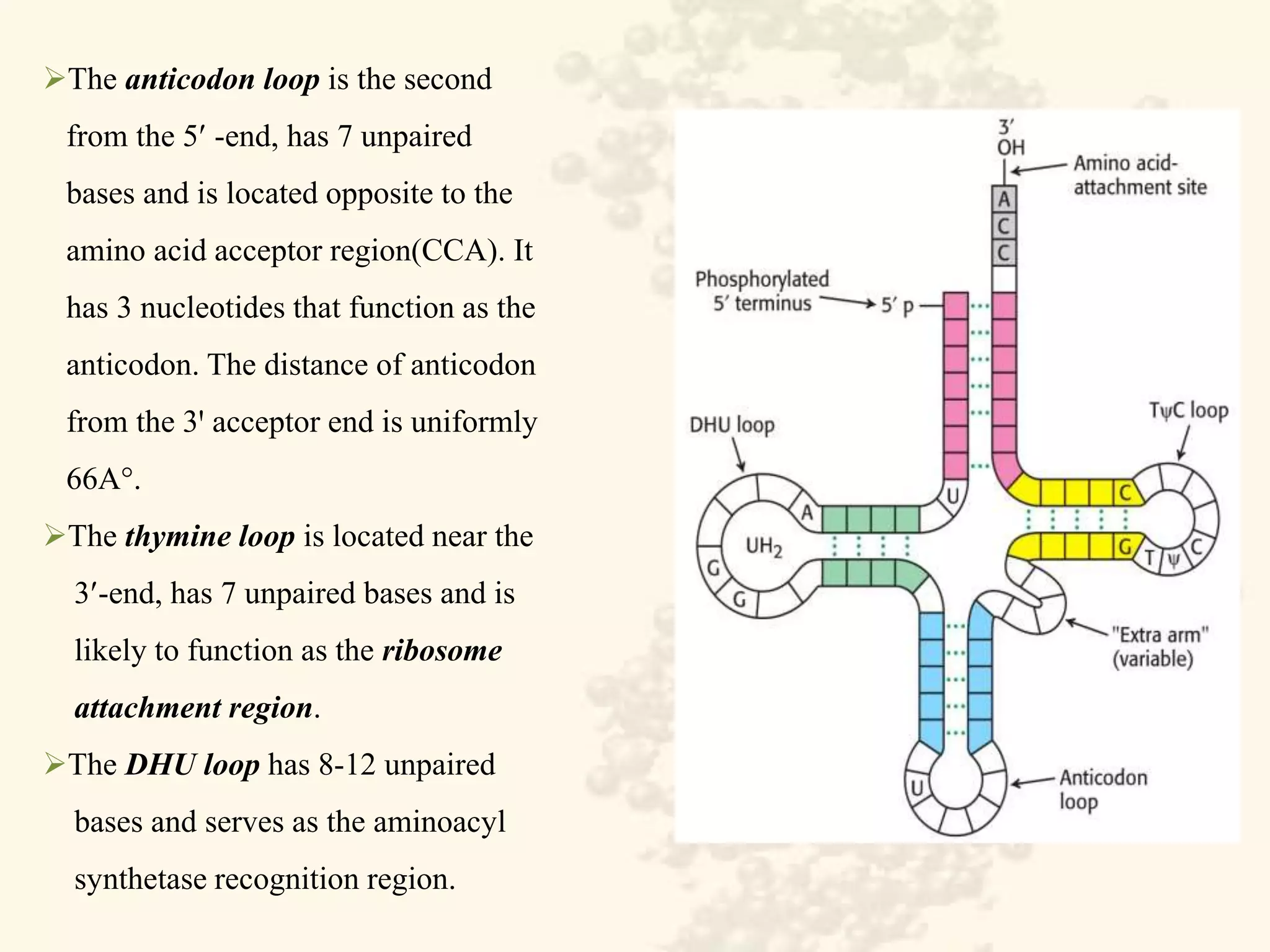 Role of DNA and RNA in Protein Synthesis | PPTX