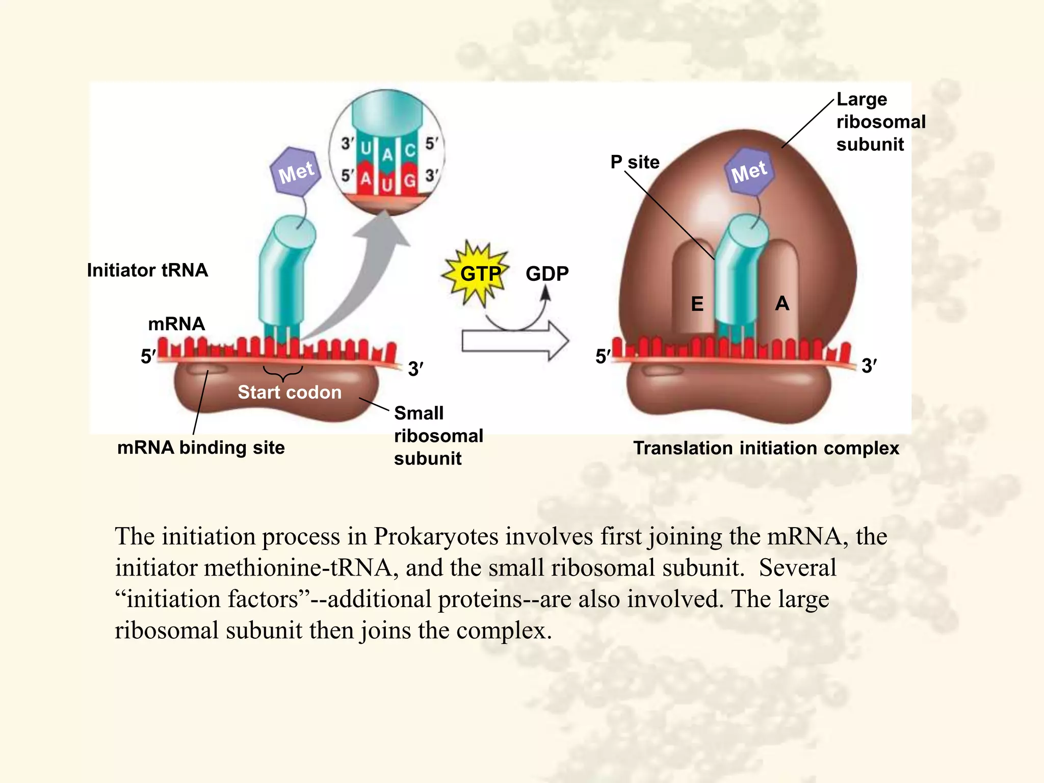 Role of DNA and RNA in Protein Synthesis | PPTX
