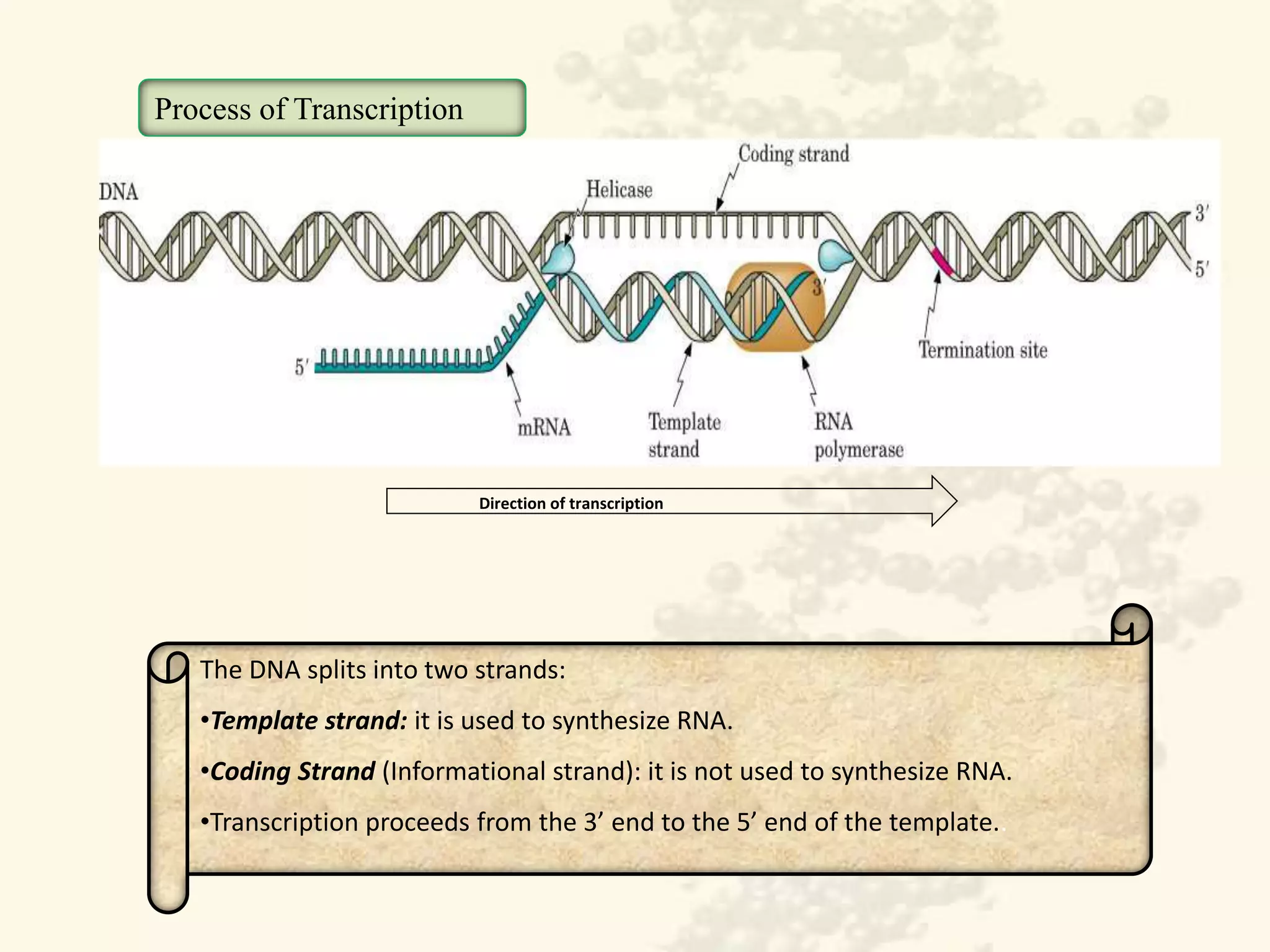 Role of DNA and RNA in Protein Synthesis | PPTX