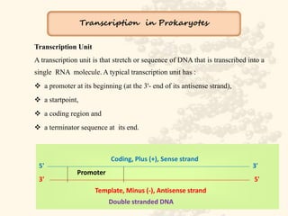 Role of DNA and RNA in Protein Synthesis | PPTX