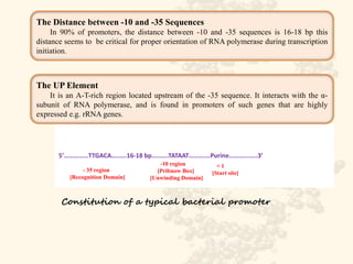 Role of DNA and RNA in Protein Synthesis | PPTX | Biological Sciences ...