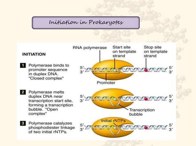 Role of DNA and RNA in Protein Synthesis | PPTX | Biological Sciences ...