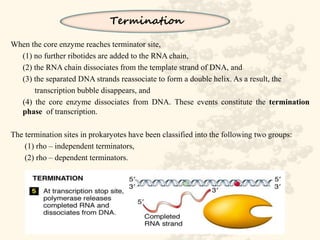 Role of DNA and RNA in Protein Synthesis | PPTX