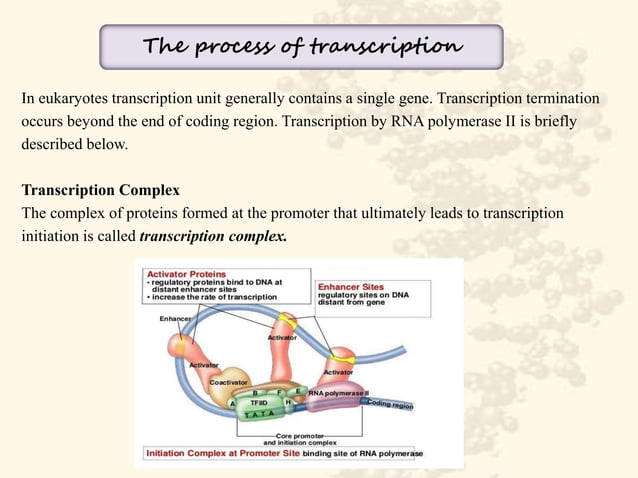 Role of DNA and RNA in Protein Synthesis | PPTX | Biological Sciences ...
