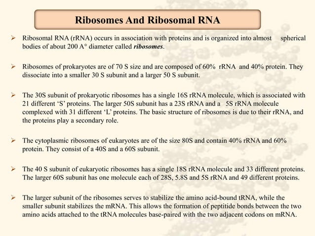 Role of DNA and RNA in Protein Synthesis | PPTX | Biological Sciences ...