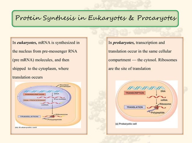 Role of DNA and RNA in Protein Synthesis | PPTX | Biological Sciences ...