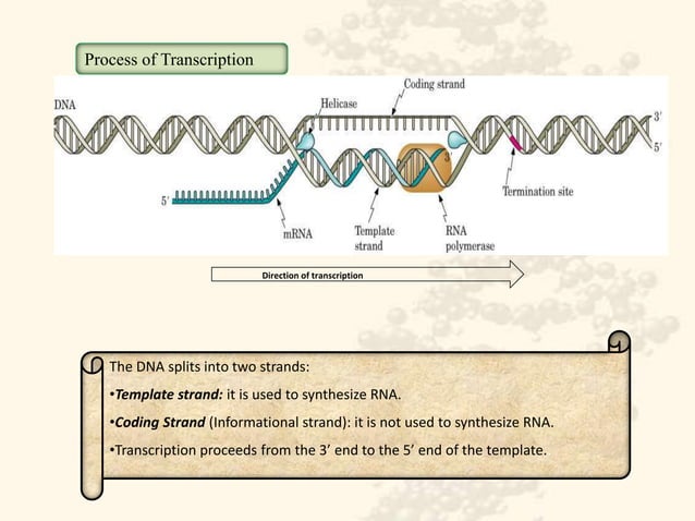 Role of DNA and RNA in Protein Synthesis | PPTX | Biological Sciences ...