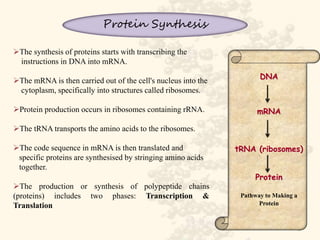 Rna And Protein Synthesis