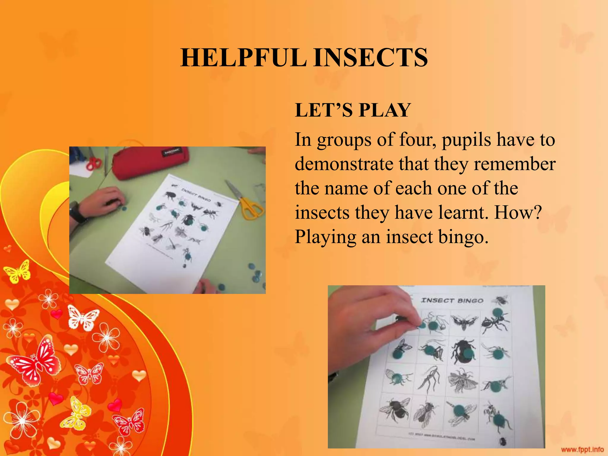 Insects lesson plan | PPS