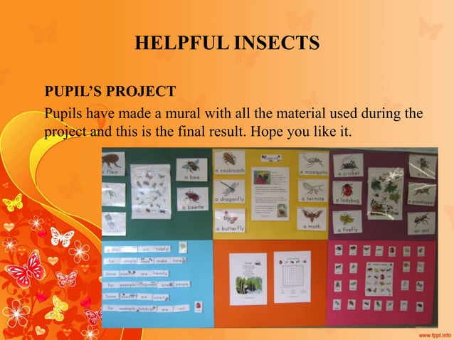 Insects lesson plan | PPS | Beekeeping | Hobbies & Interests