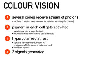 Final project [neurobio-001] Deuteroanomaly | PDF