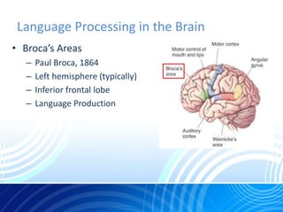Neurobiology - Final Project | PPTX