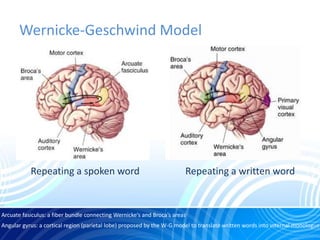Neurobiology - Final Project | PPTX