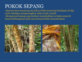 Final project Pokok-Pokok Berkhasiat mengukuhkan jalan raya. | PPT