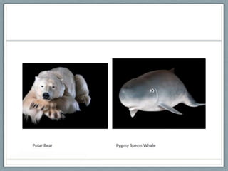 Final project for geography | PPT