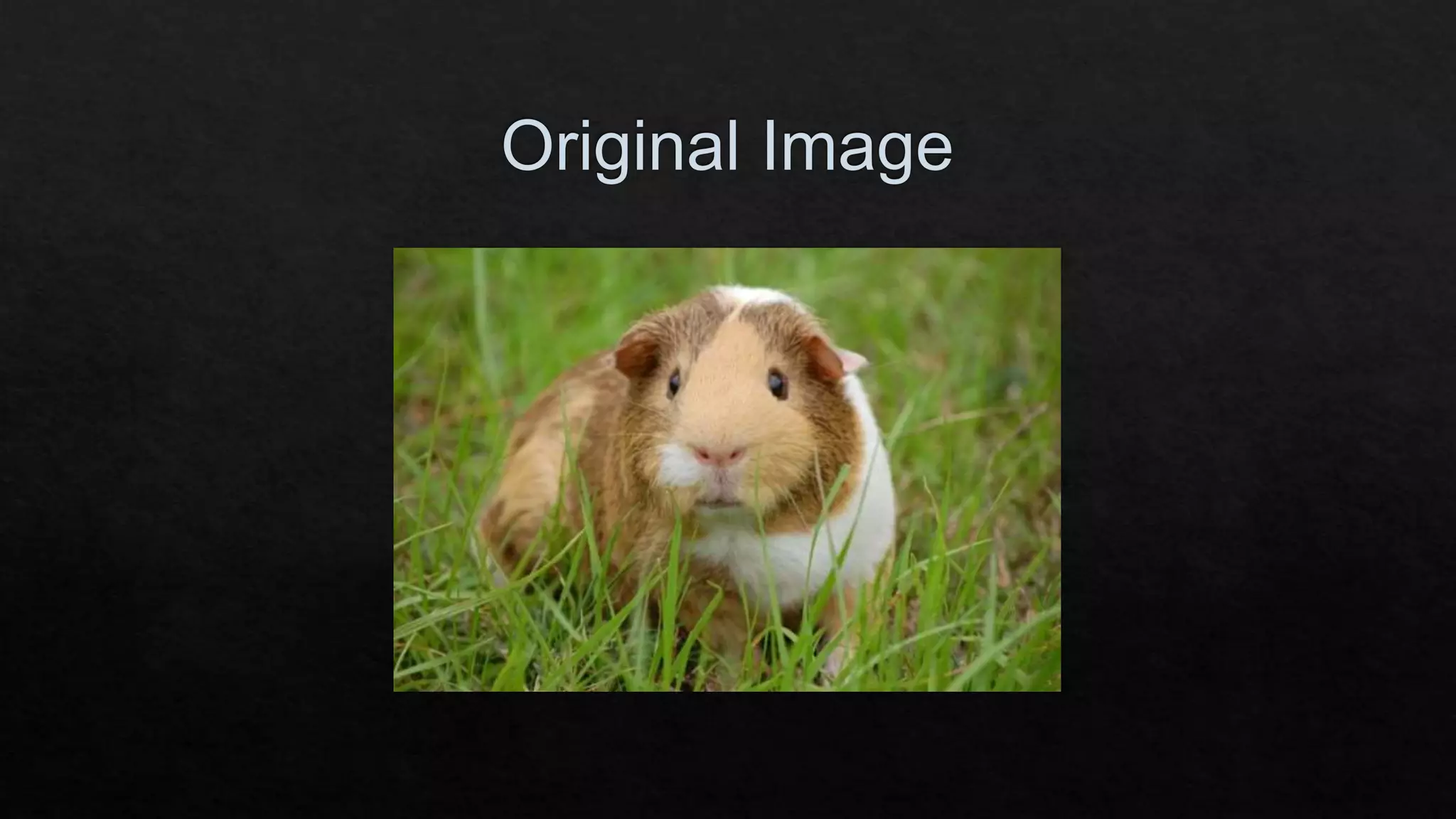 FinalProjectPresentation.pptx