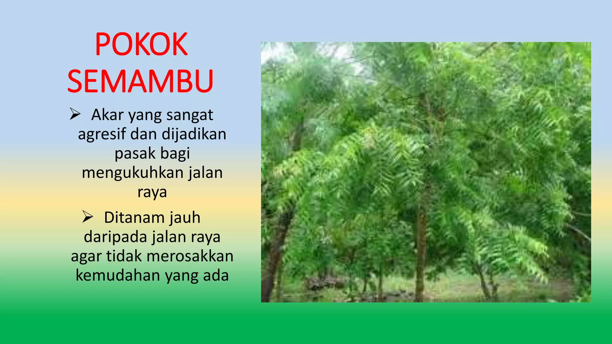Final projek pokok berkhasiat | PPTX